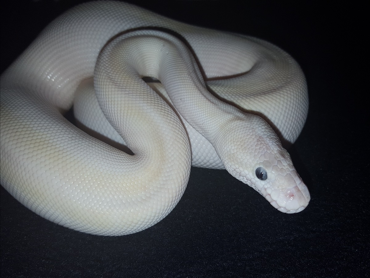 Morph List - World of Ball Pythons