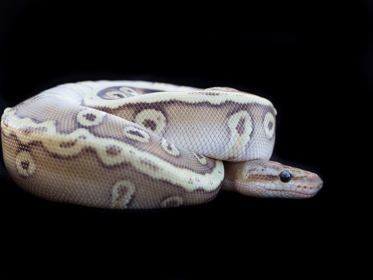 Morph List - World of Ball Pythons