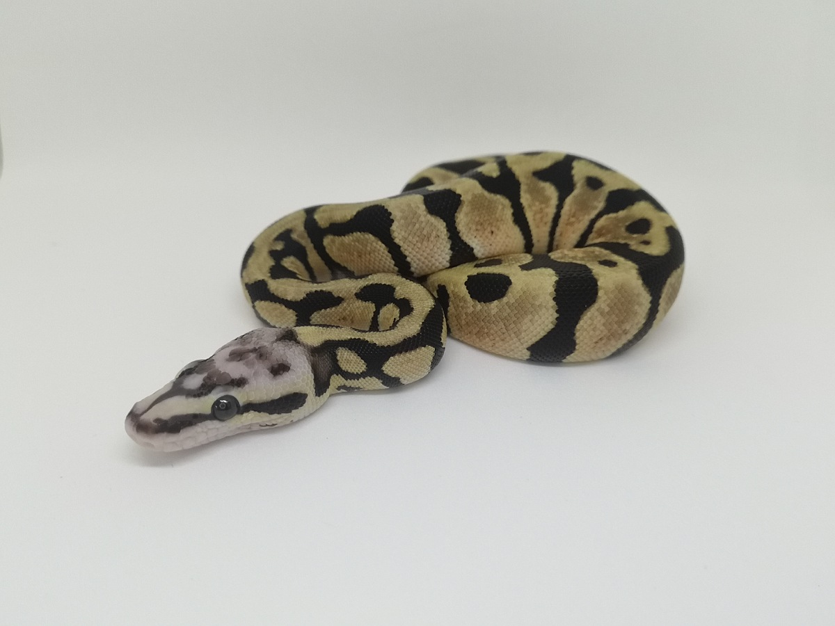 Morph List - World of Ball Pythons