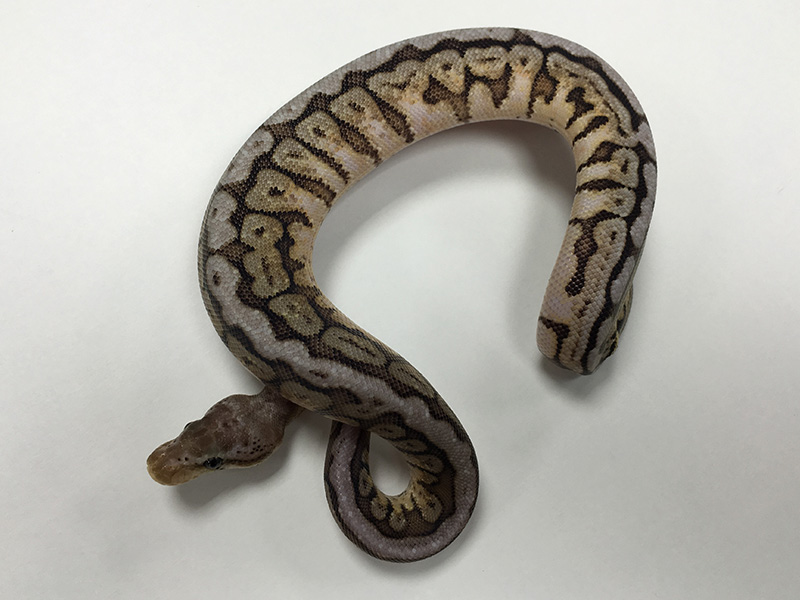 Morph List - World of Ball Pythons