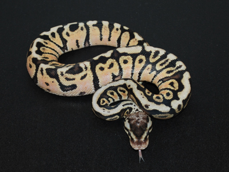 Morph List - World of Ball Pythons