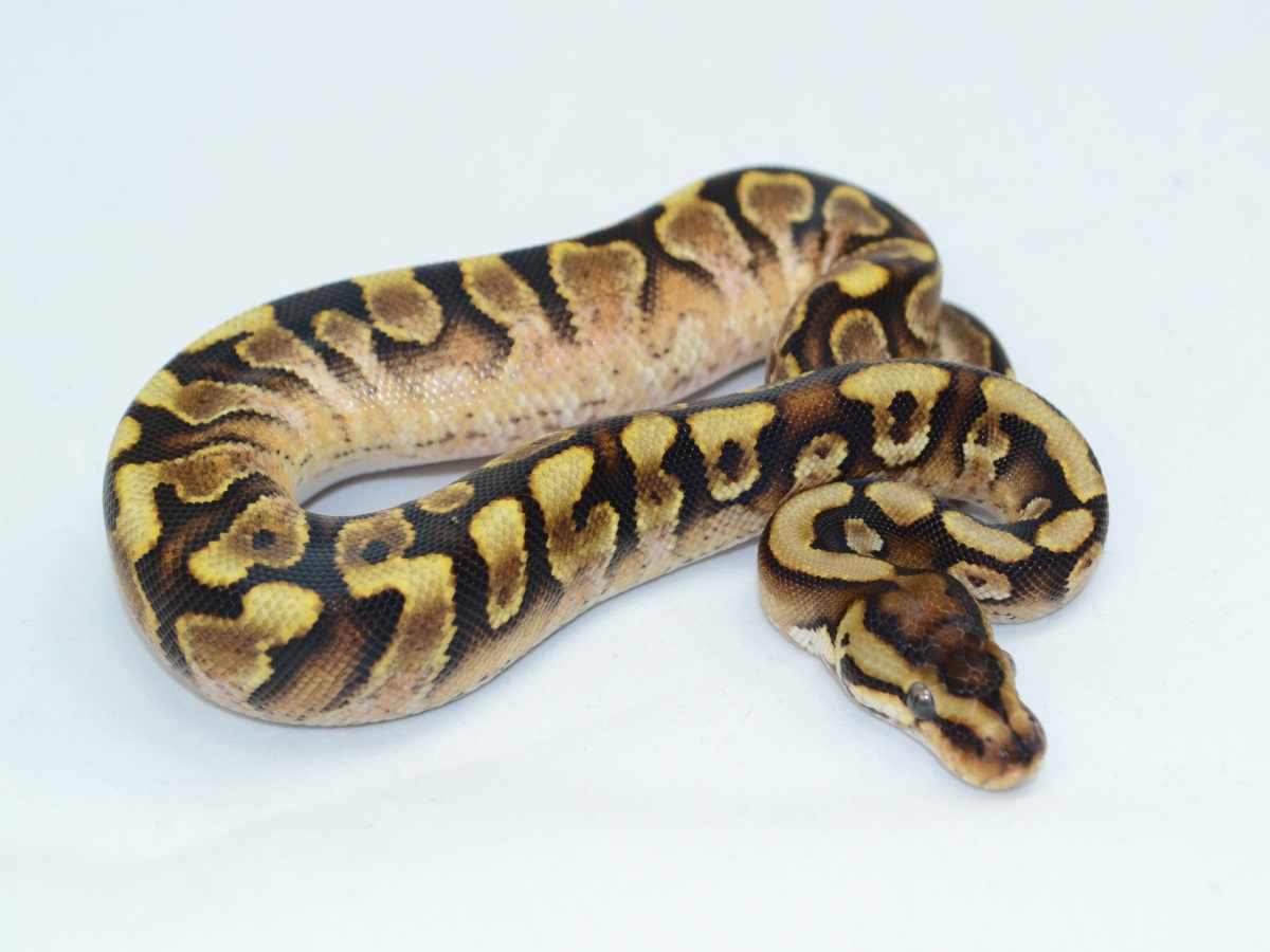 Morph List - World of Ball Pythons
