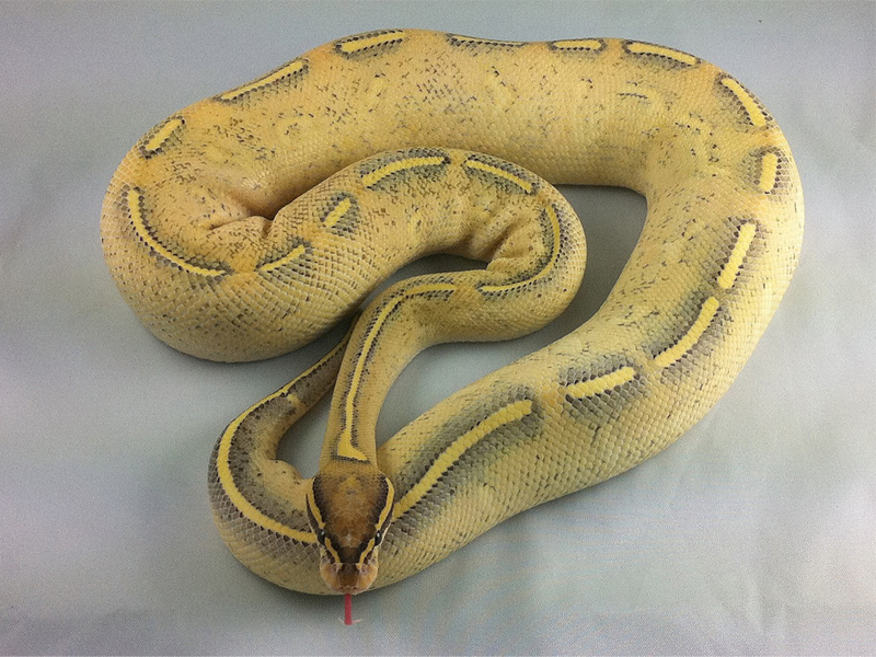 Morph List - World of Ball Pythons Morph List - World of Ball Pythons