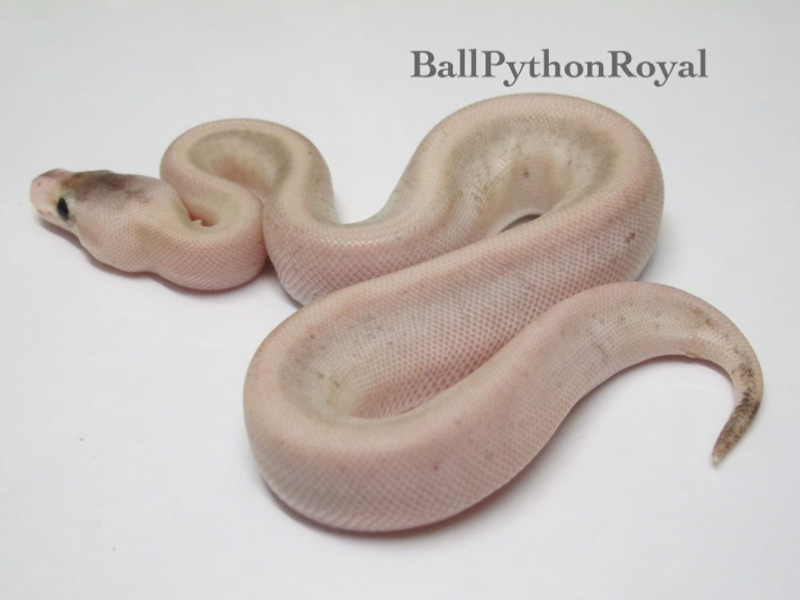 Morph List - World of Ball Pythons