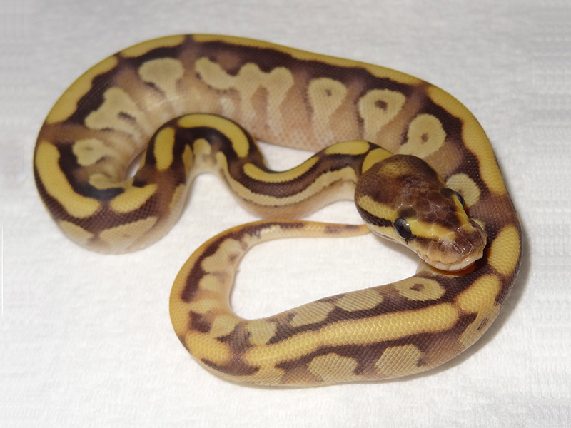 Hot Sauce Mojave - Morph List - World of Ball Pythons