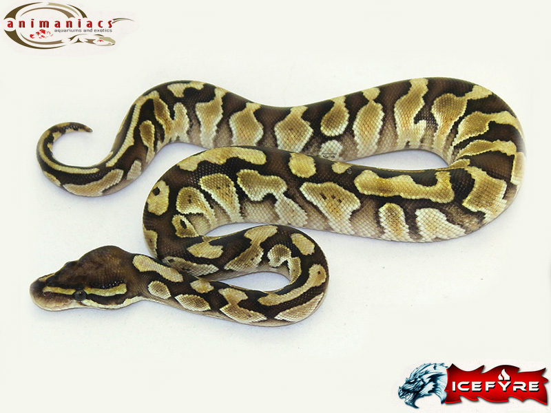 Morph List - World of Ball Pythons