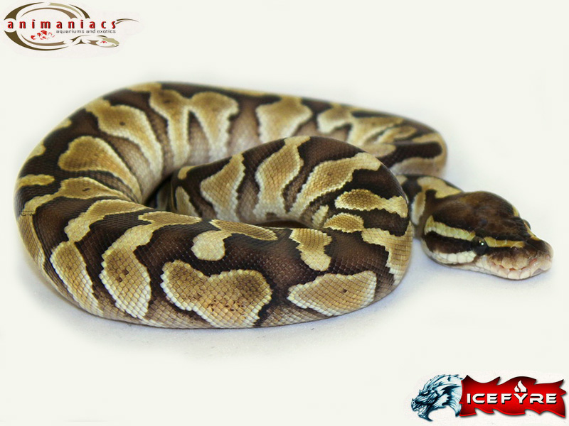 Morph List - World of Ball Pythons