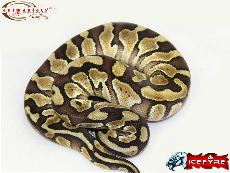 Morph List - World of Ball Pythons