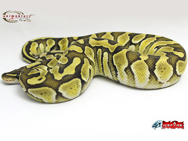 Morph List - World of Ball Pythons