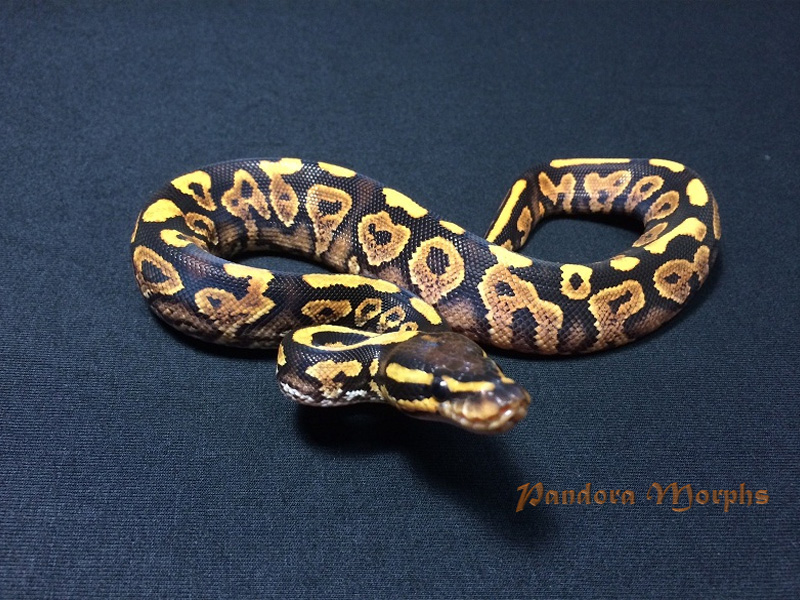 Morph List - World of Ball Pythons