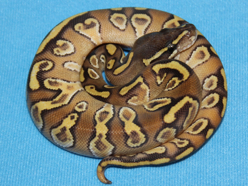 Morph List - World of Ball Pythons