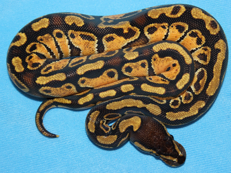 Morph List - World of Ball Pythons