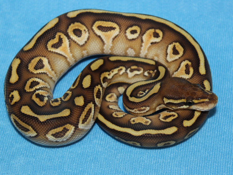 Morph List - World of Ball Pythons