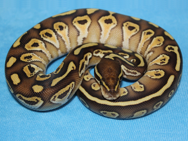 Morph List - World of Ball Pythons