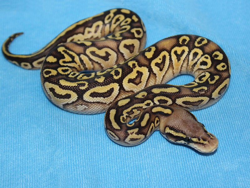 Morph List - World of Ball Pythons