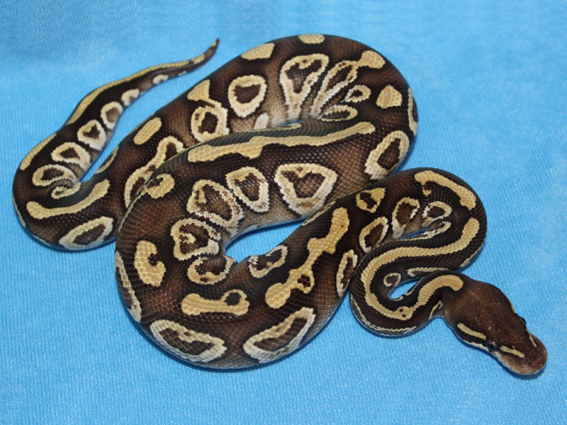 Morph List - World of Ball Pythons