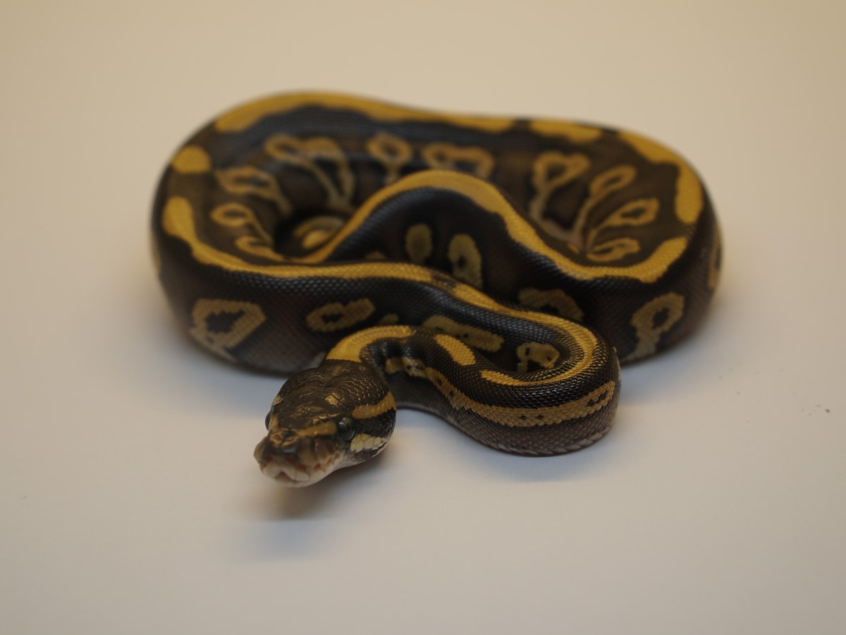 Morph List - World of Ball Pythons