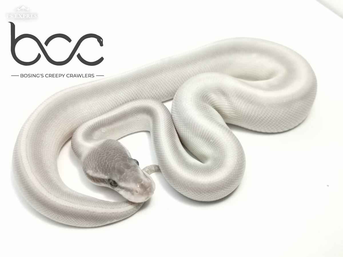 Morph List - World of Ball Pythons