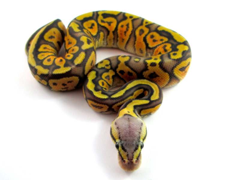 Hypo Citrus Pastel Specter - Morph List - World of Ball Pythons