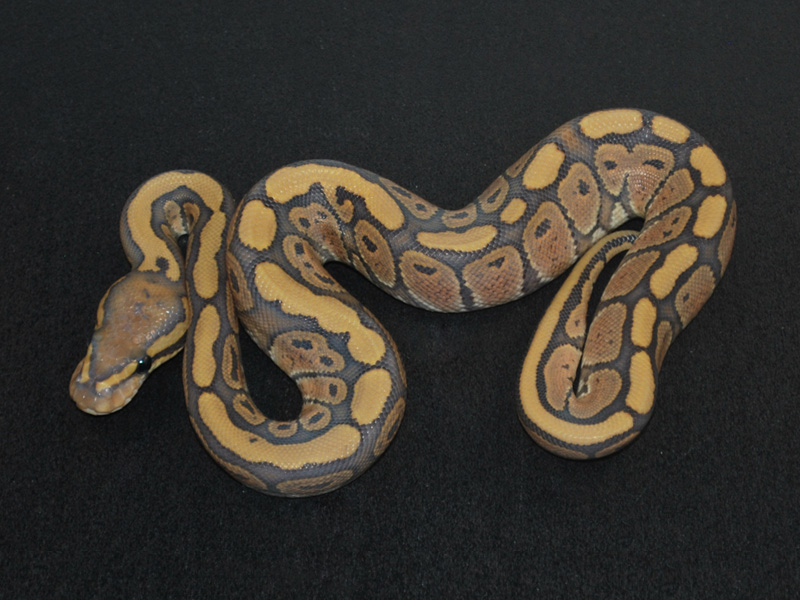 Morph List - World of Ball Pythons