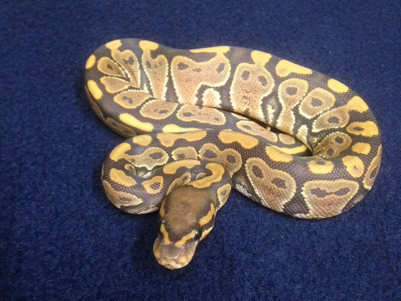 Morph List - World of Ball Pythons