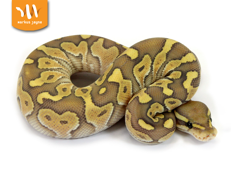 Morph List - World of Ball Pythons