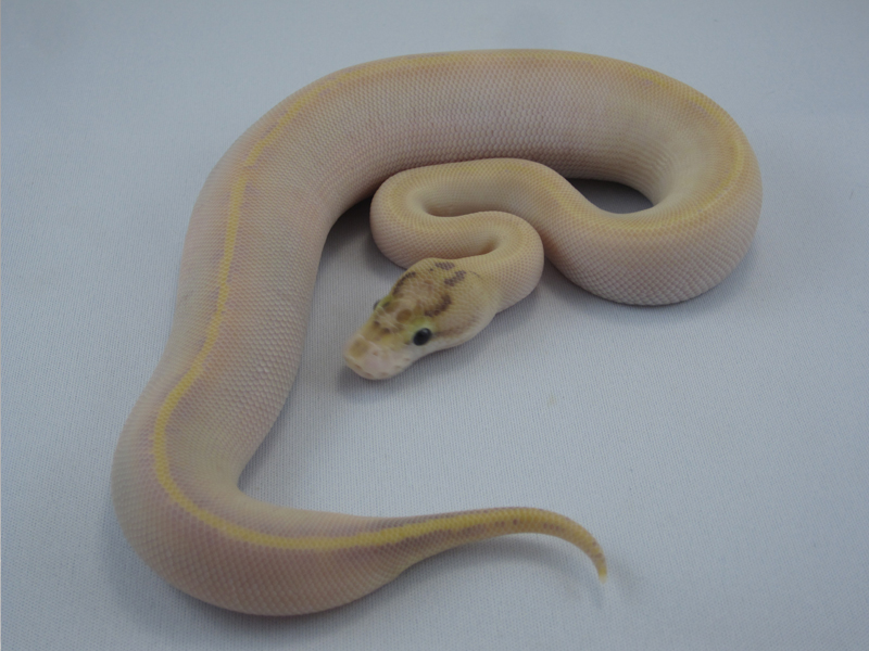 Morph List - World of Ball Pythons