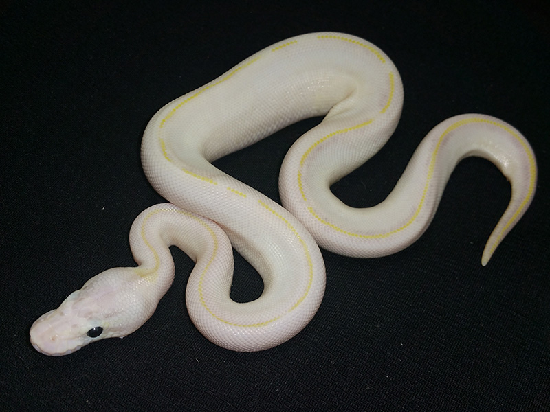 Morph List - World of Ball Pythons