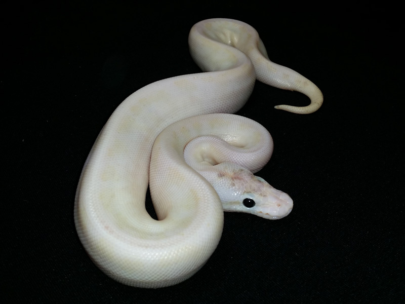 Morph List - World of Ball Pythons