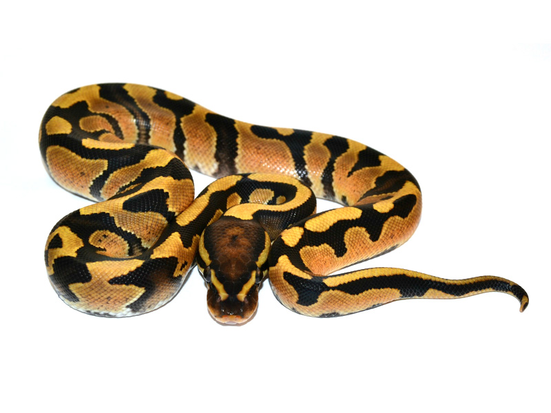 Morph List - World of Ball Pythons