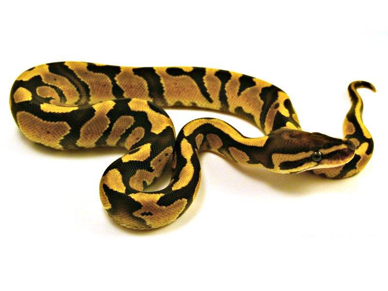 Morph List - World of Ball Pythons