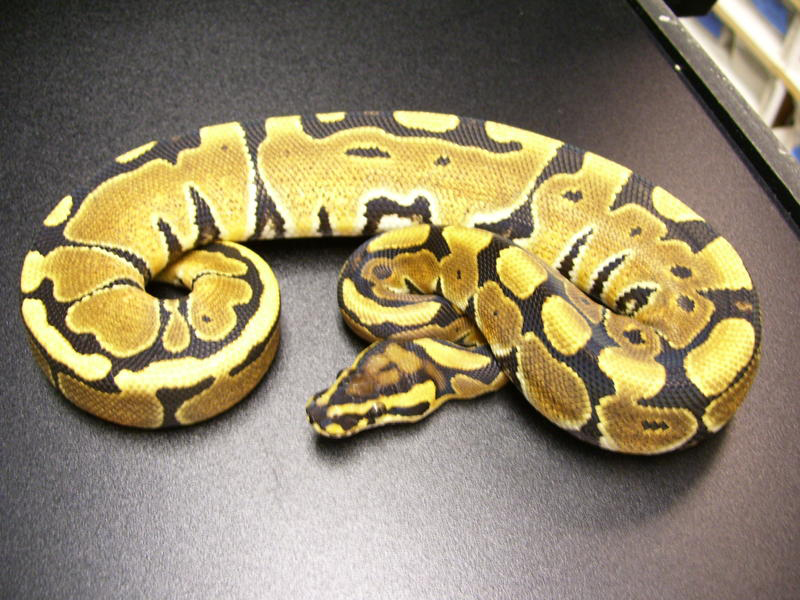 Morph List - World of Ball Pythons