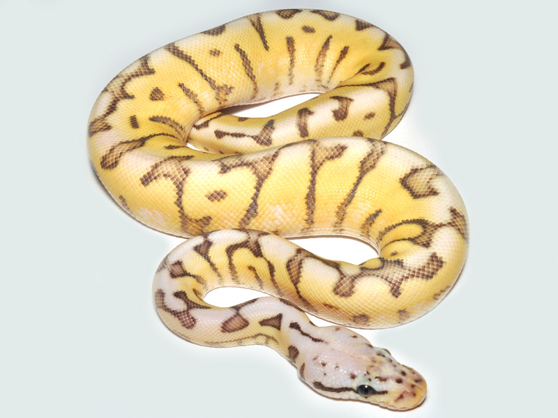 Morph List - World of Ball Pythons