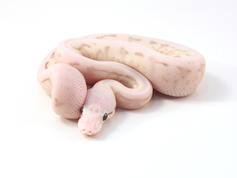 Morph List - World of Ball Pythons