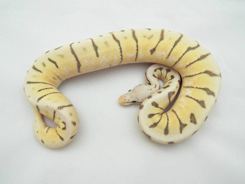 Killer Bee Enchi Markus Jayne Ball Pythons Ball Python – Page 7