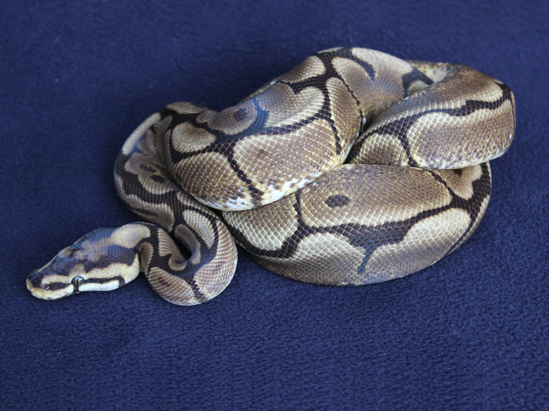 Morph List - World of Ball Pythons