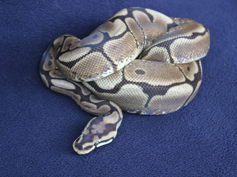 Morph List - World of Ball Pythons