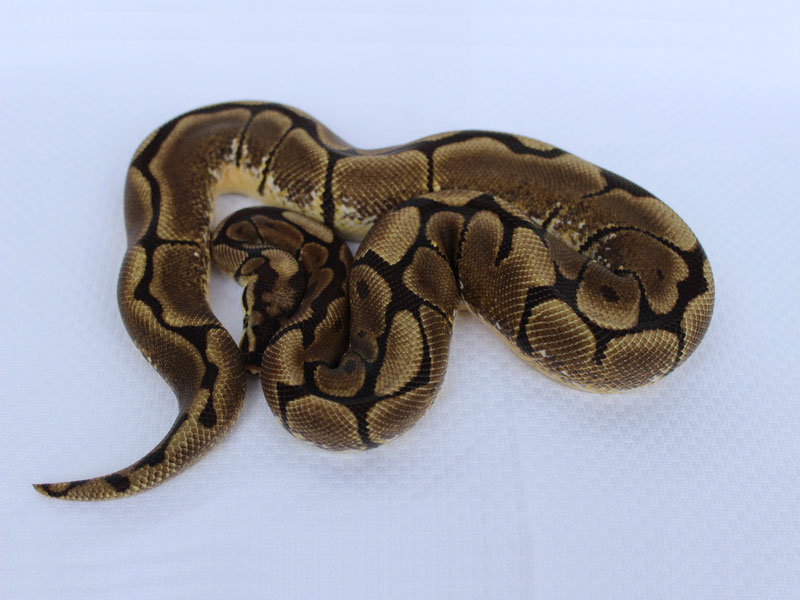 Kozmic Blues - Morph List - World of Ball Pythons