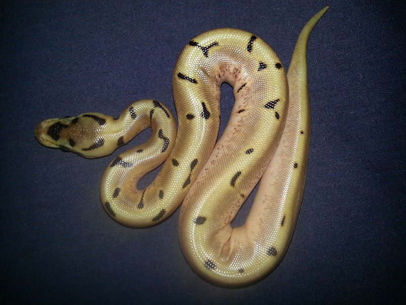 Morph List - World of Ball Pythons