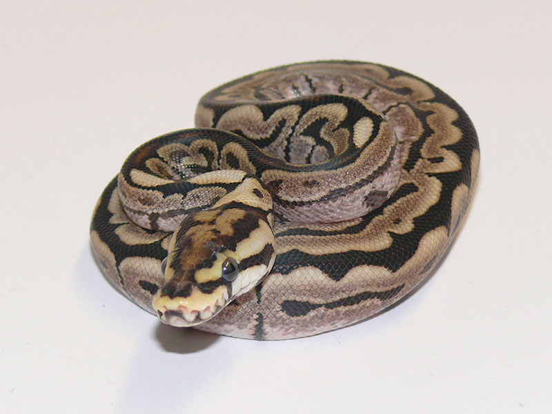 Morph List - World of Ball Pythons