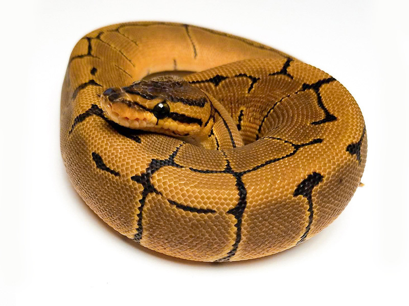 Morph List - World of Ball Pythons