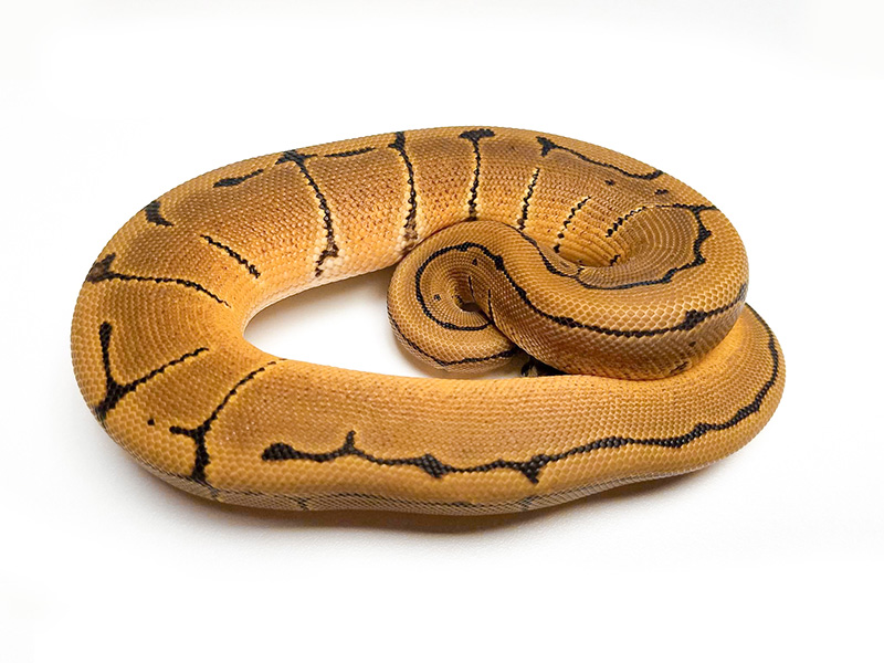 Morph List - World of Ball Pythons