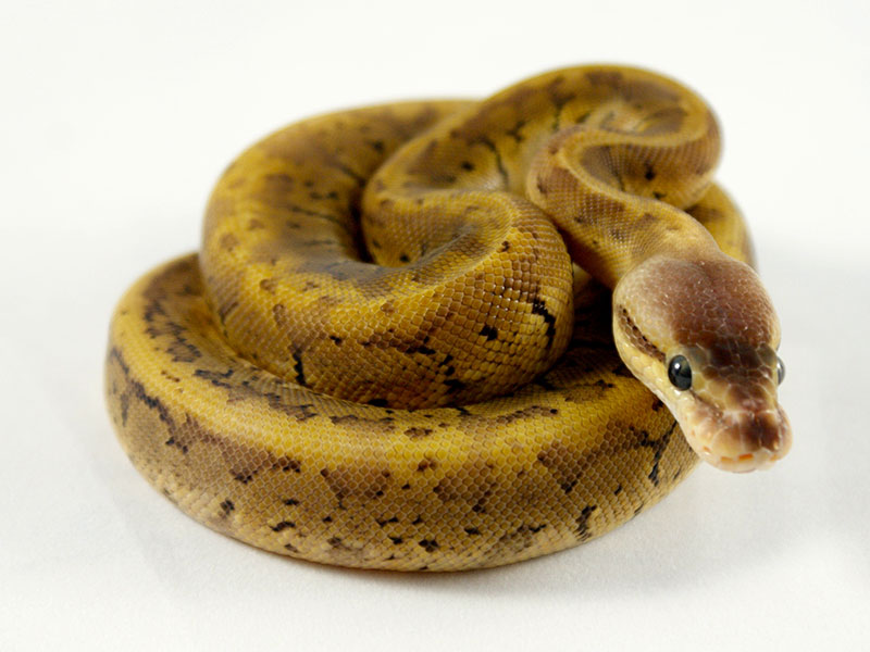 Morph List - World of Ball Pythons