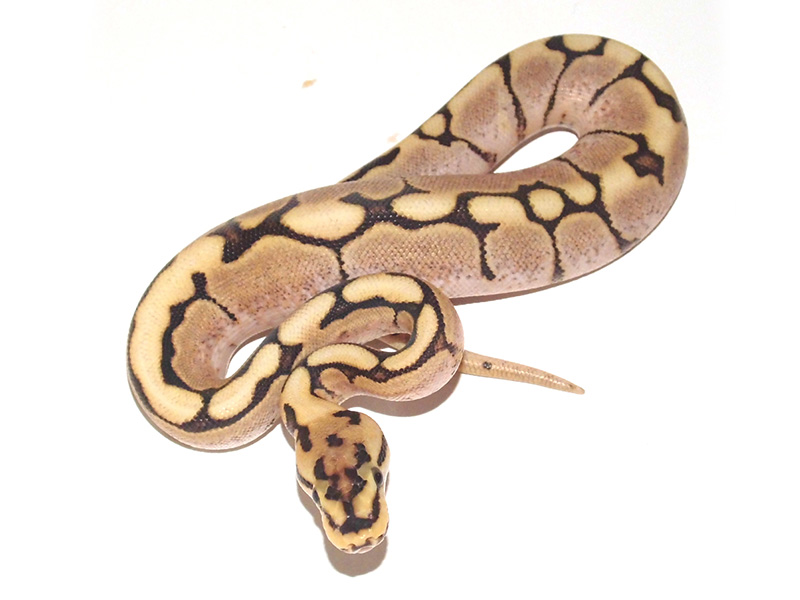 Morph List - World of Ball Pythons