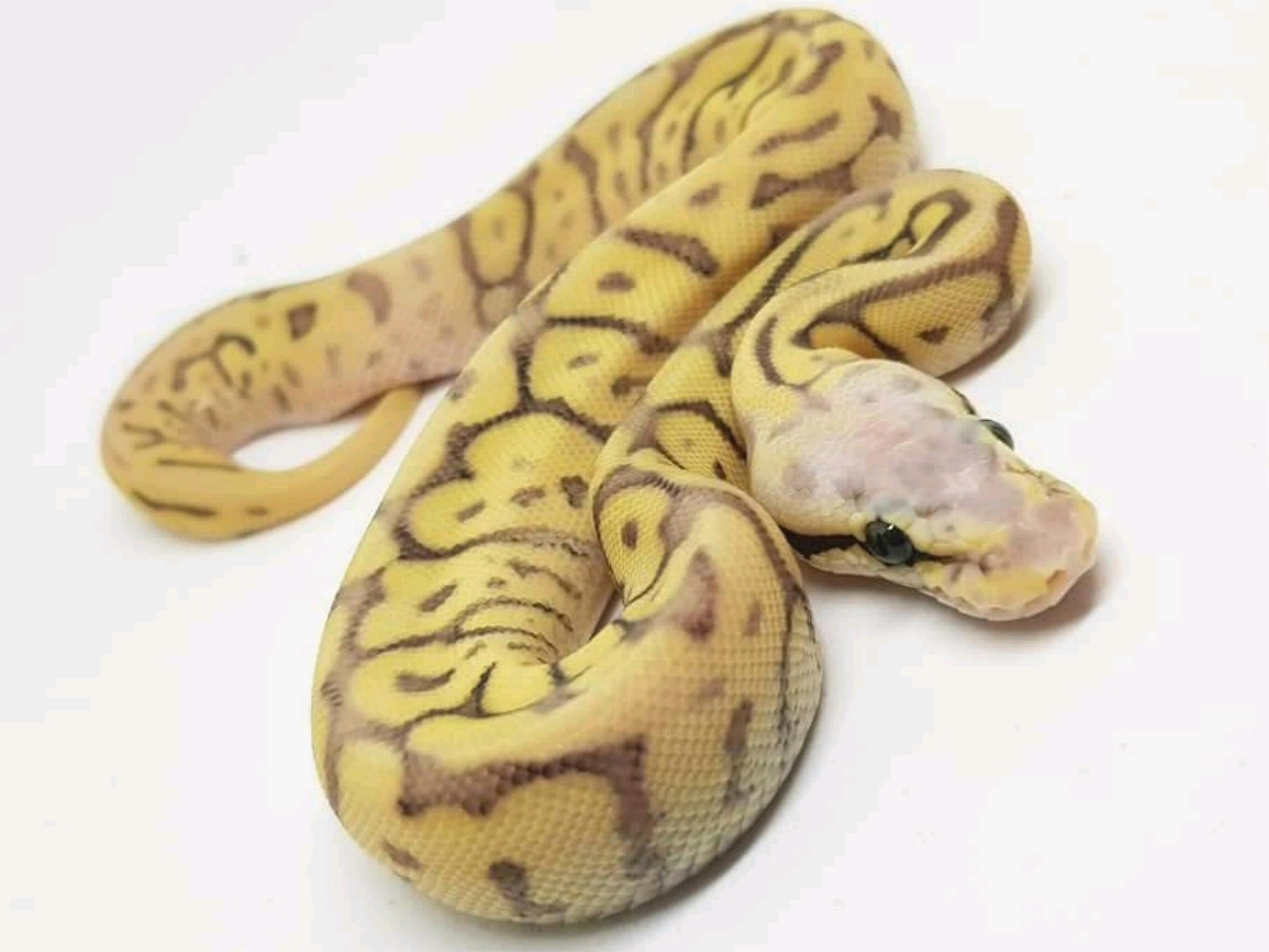Leopard Ball Phantom Spider Super Pastel - Morph List - World of Ball ...