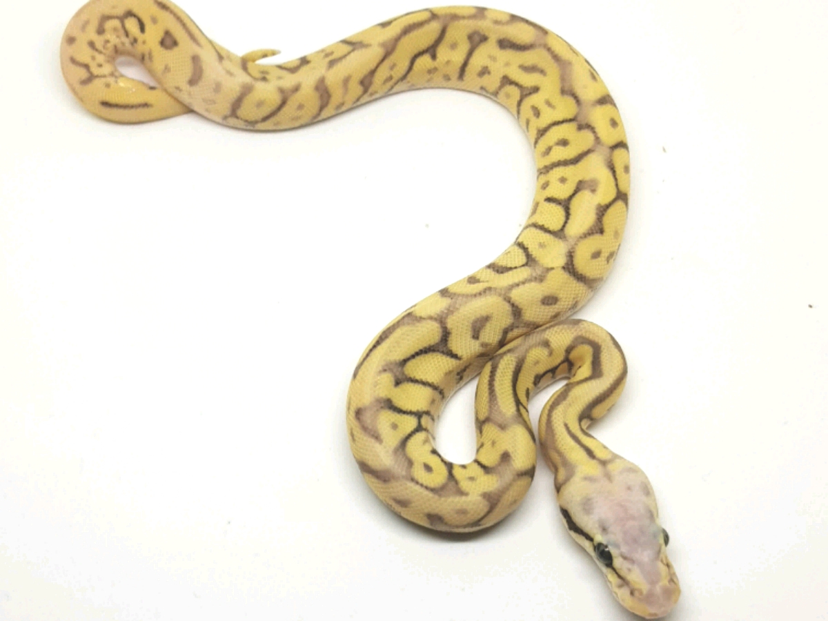 Morph List - World of Ball Pythons