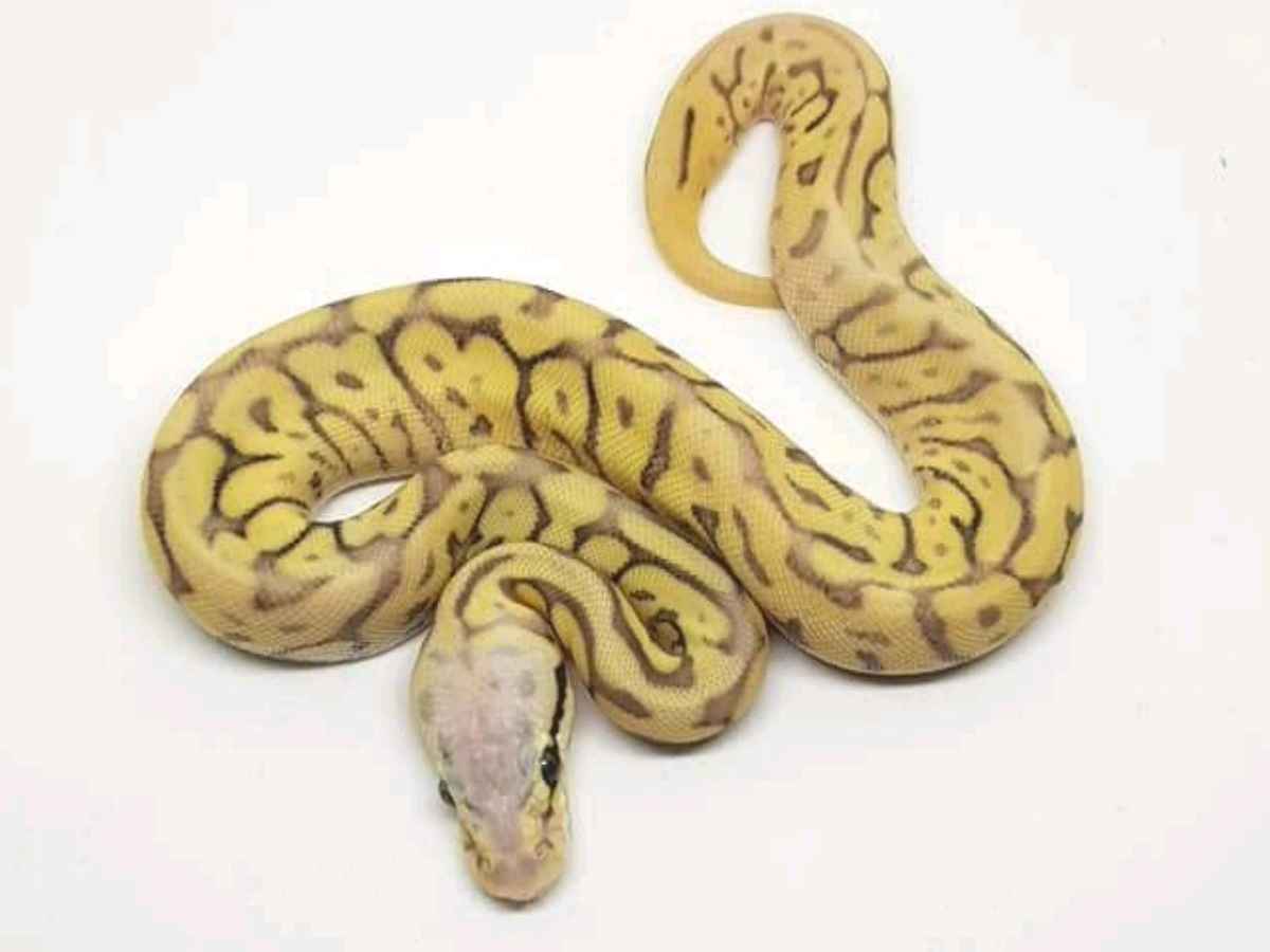 Morph List - World of Ball Pythons