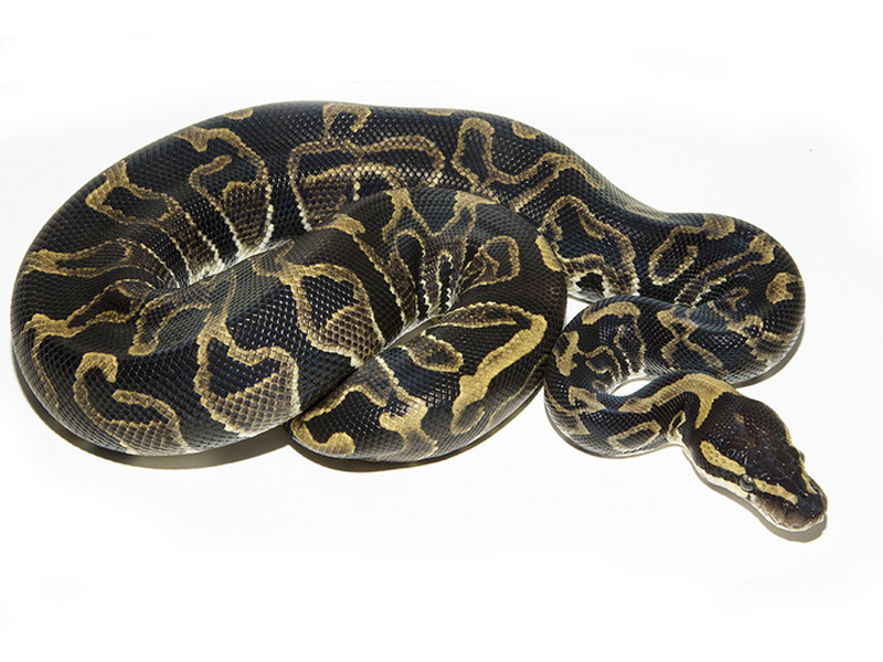 Morph List - World of Ball Pythons Morph List - World of Ball Pythons