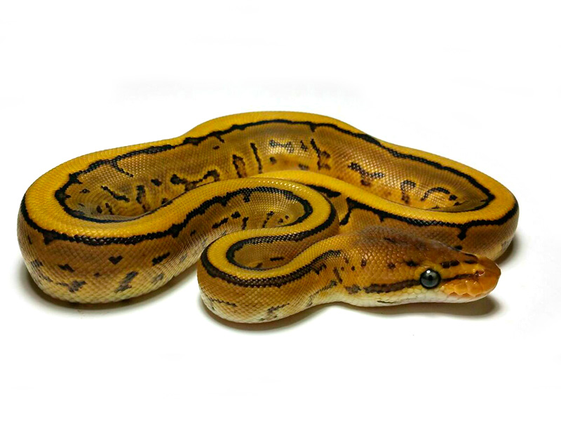 Morph List - World of Ball Pythons