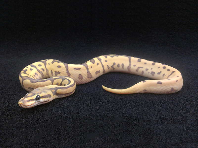 Morph List - World of Ball Pythons